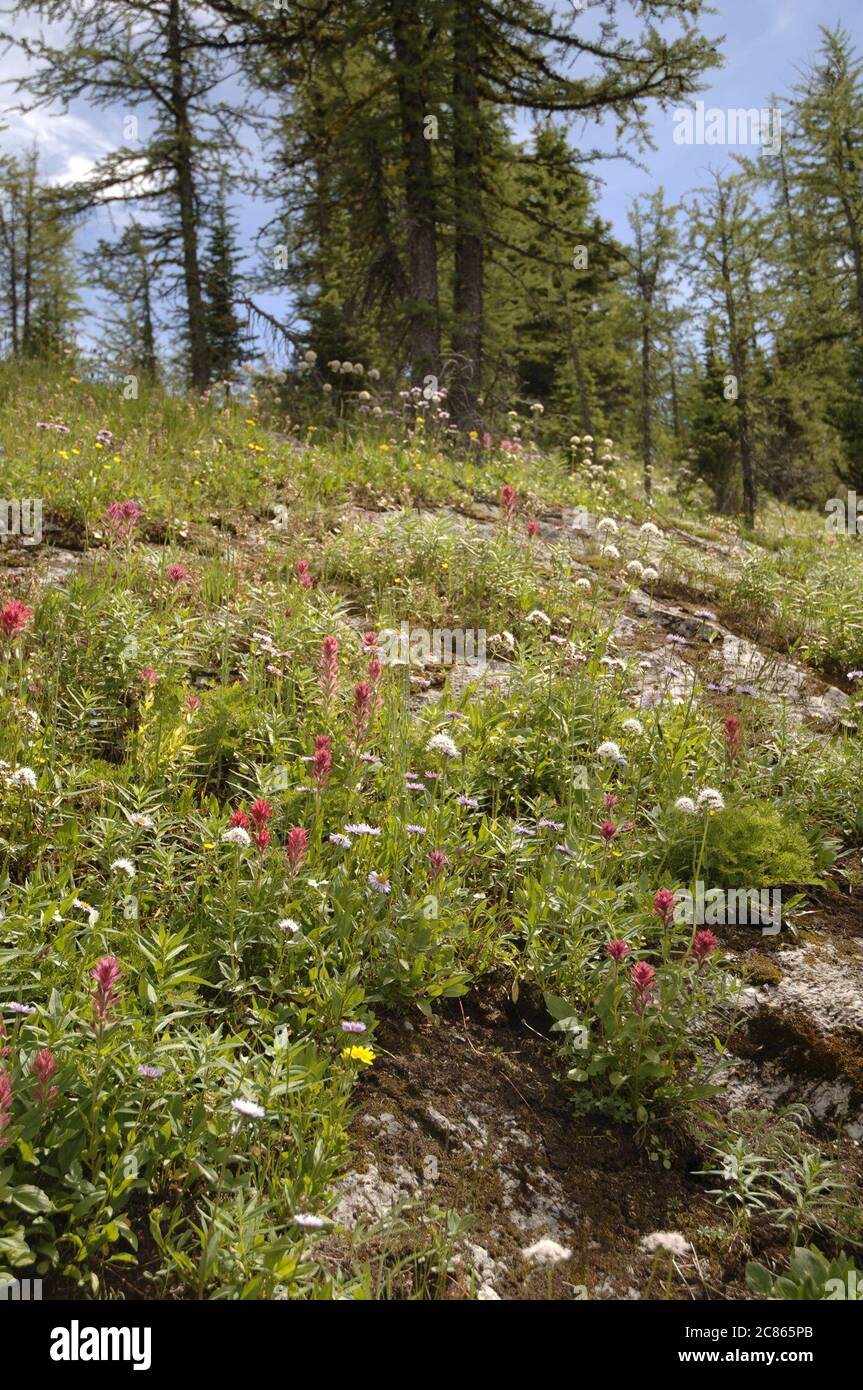 Banff National Park, Alberta Canada, August 2005: Sub-alpine meadow ...
