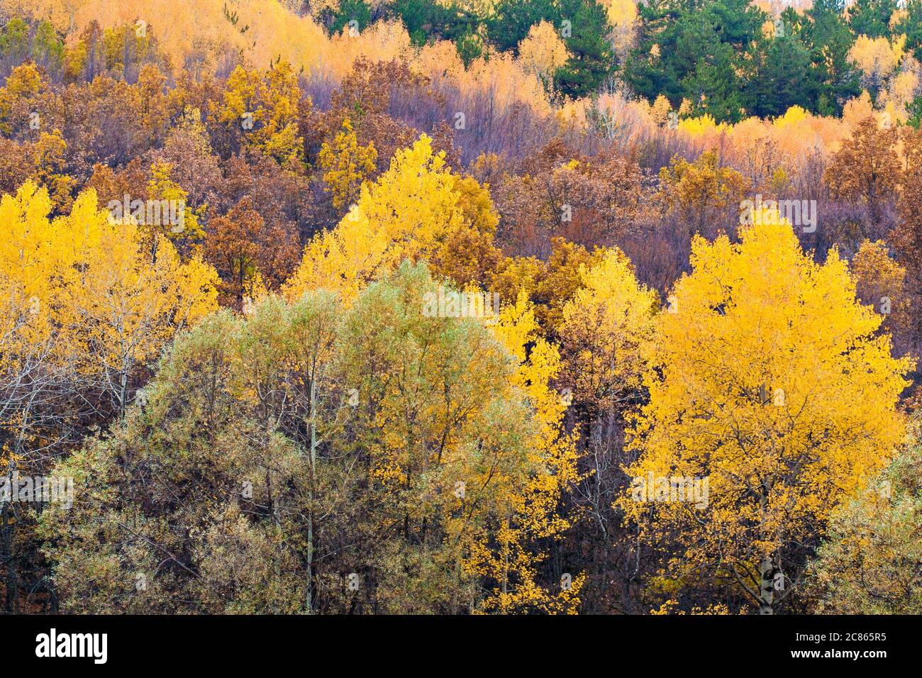 Autumn landscape photography. Colorful forest background. Ankara, Cubuk ...