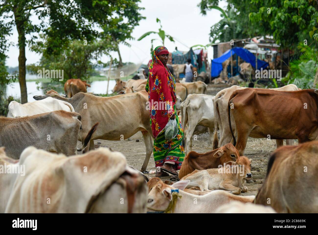 Morigaon, Assam, India. 20th July, 2020. A woman walking past to cattle ...