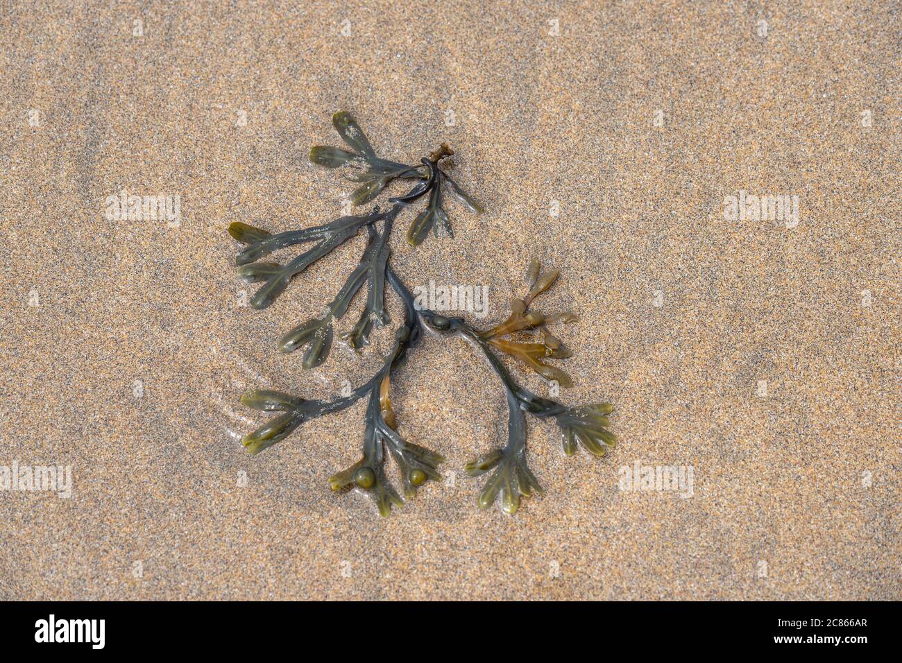 Fucus is a genus of brown algae found in the intertidal zones of rocky ...