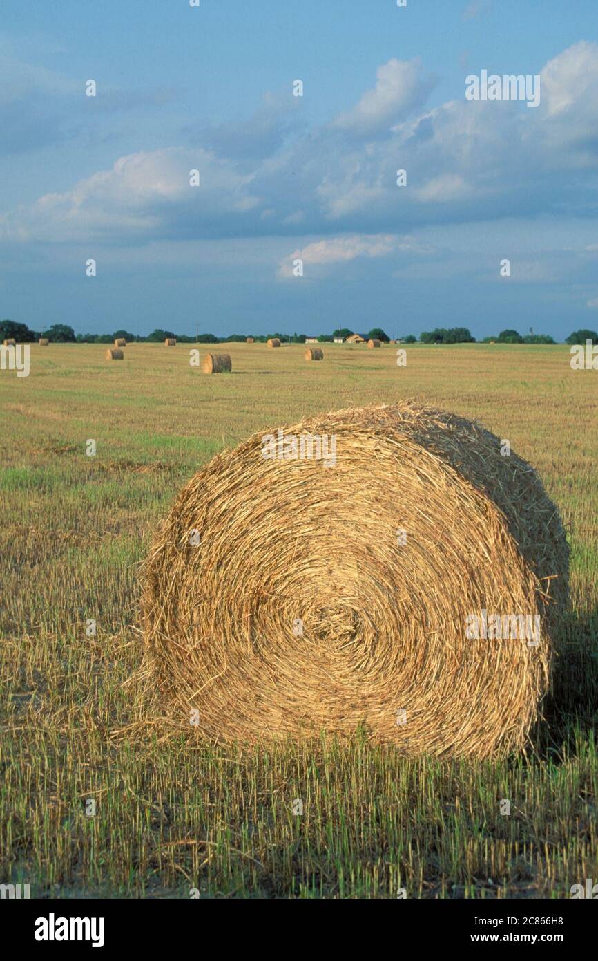 Rolled haybale hi-res stock photography and images - Alamy