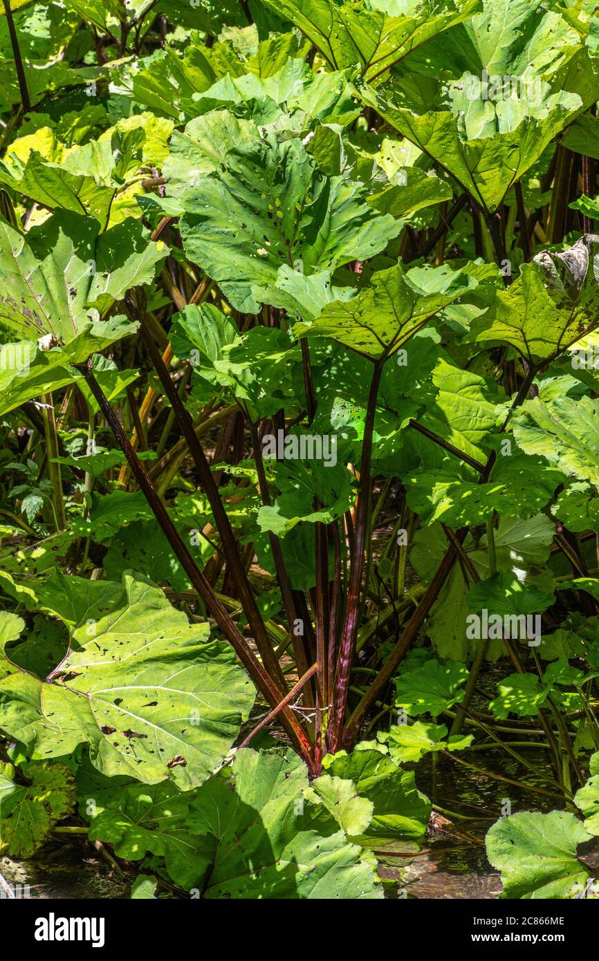 Butterbur plant hi-res stock photography and images - Alamy