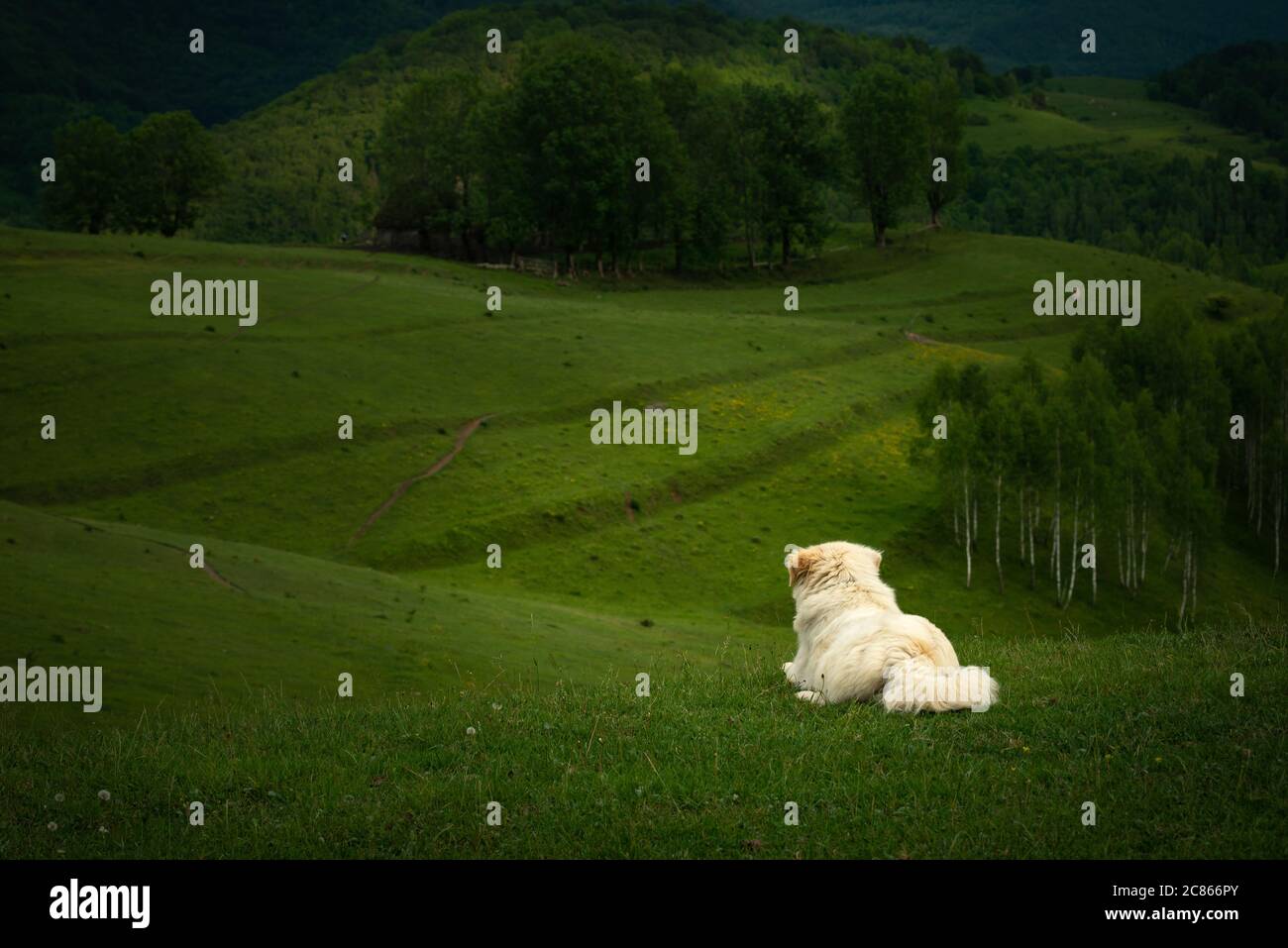 White dog sitting alone on the grass looking at his home in the ...