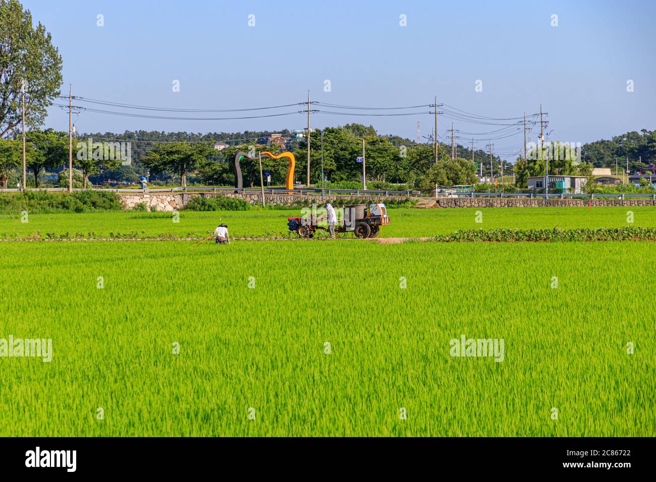 Korean traditional rice farming. Korean rice farming scenery. Korean ...