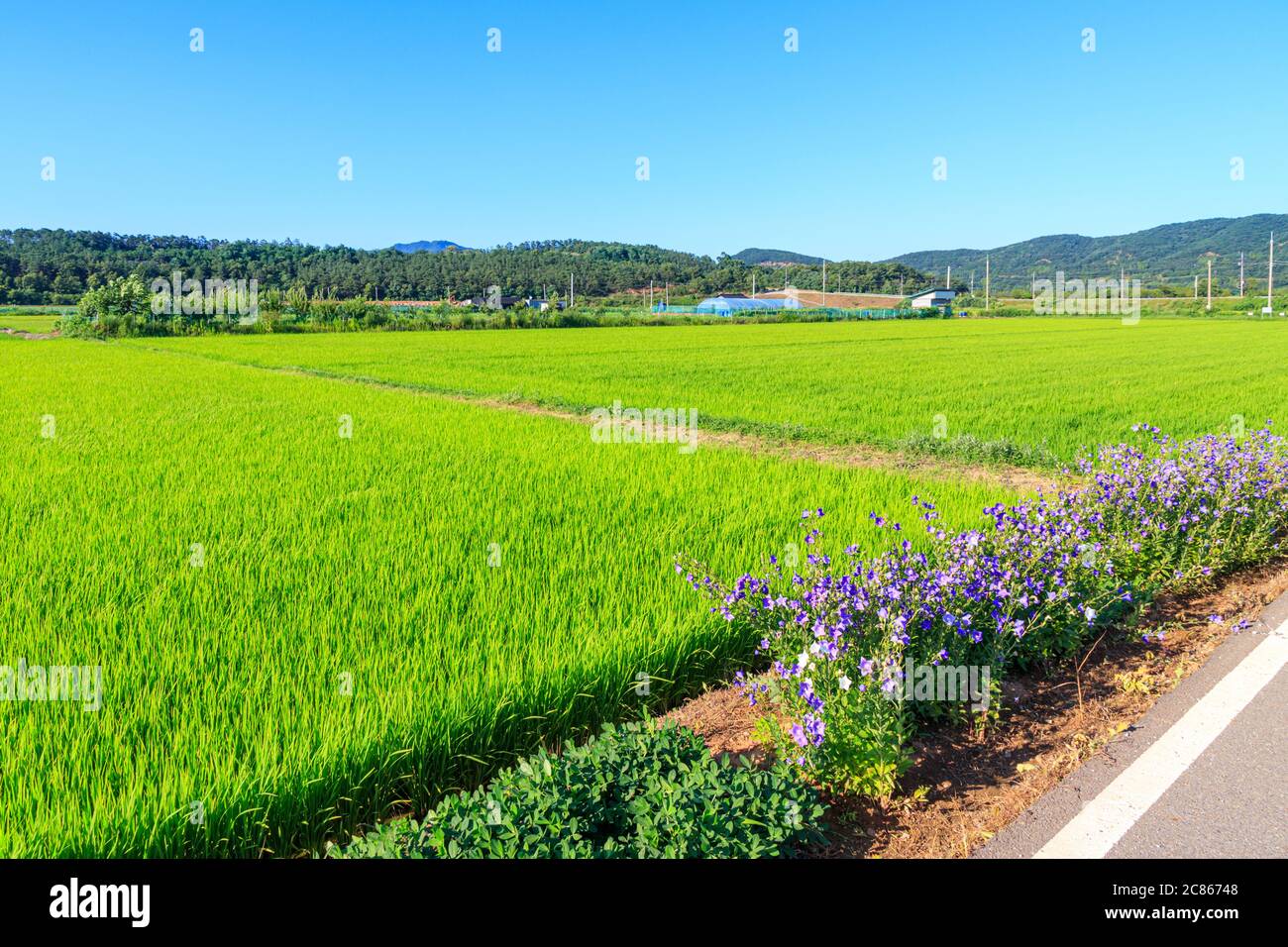 Korean traditional rice farming. Korean rice farming scenery. Korean ...