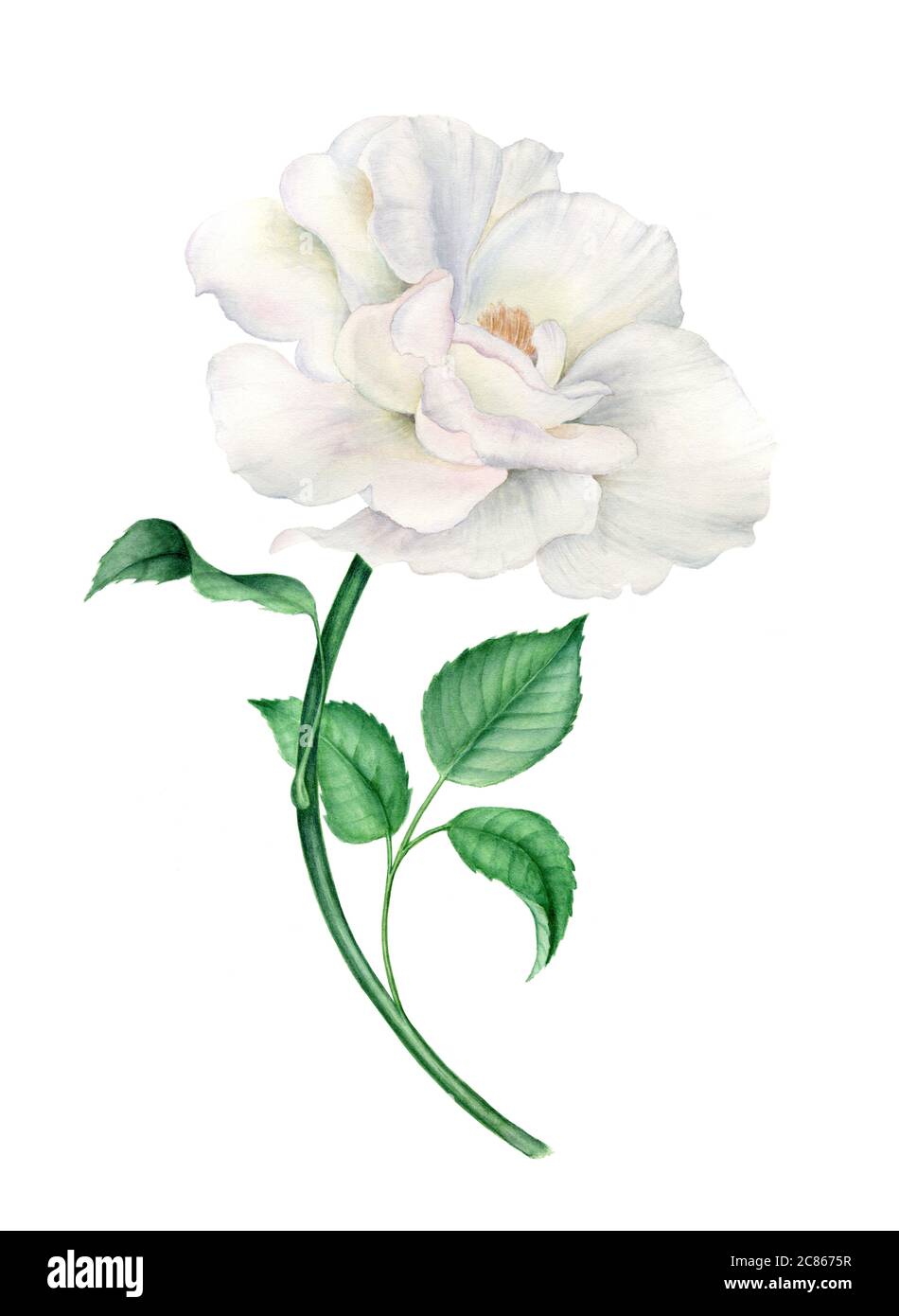 Vintage realistic white Rose botanical watercolor illustration Stock ...