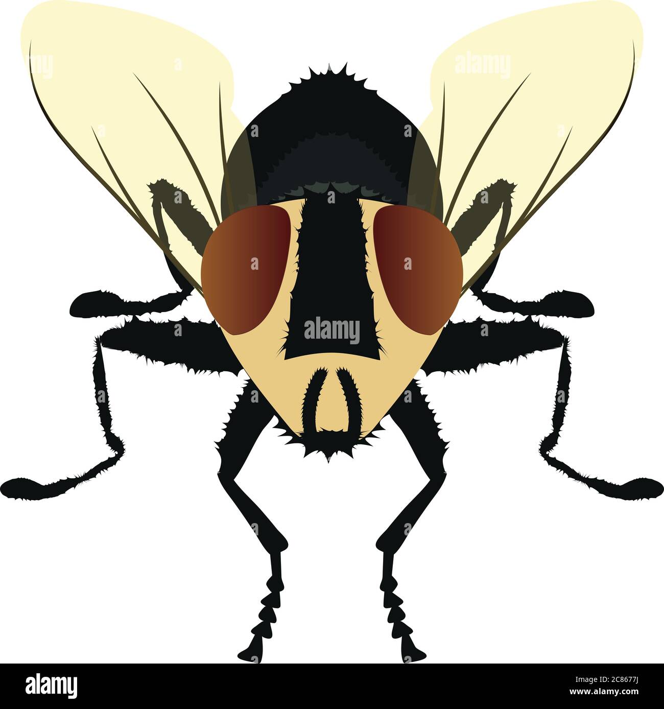 Flesh Fly Illustration Stock Photo - Alamy