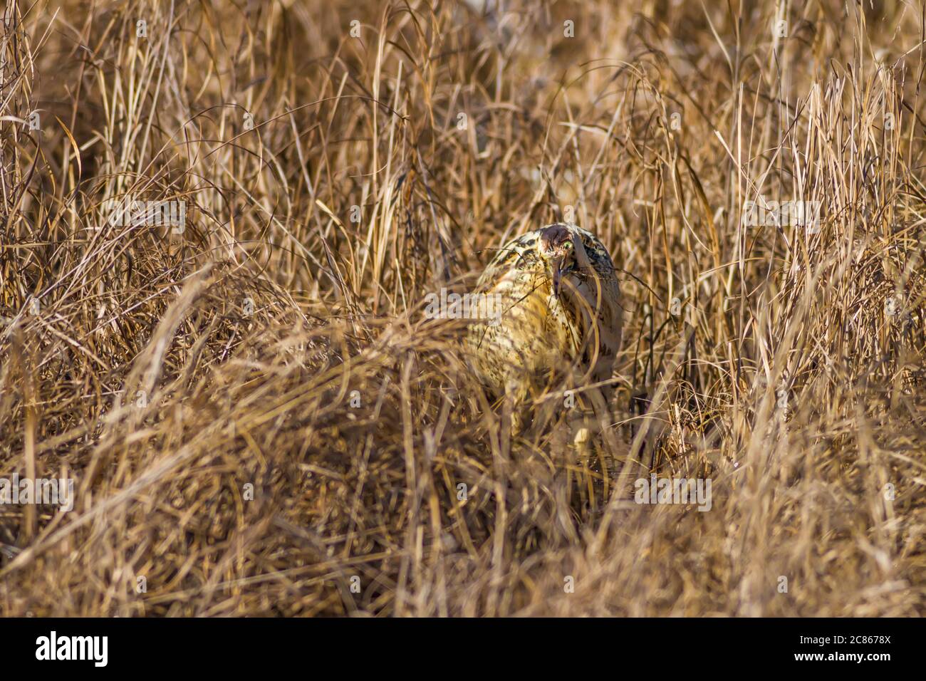 Nature and bird. Bird: Eurasian Bittern. Botaurus stellaris. Yellow ...