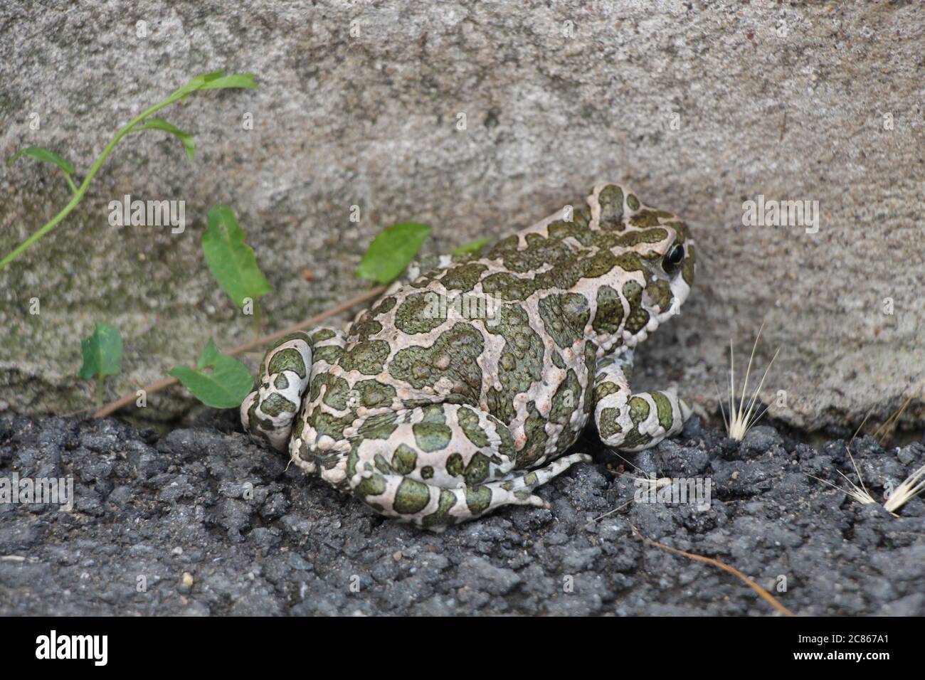 The backside of a green toad Stock Photo - Alamy