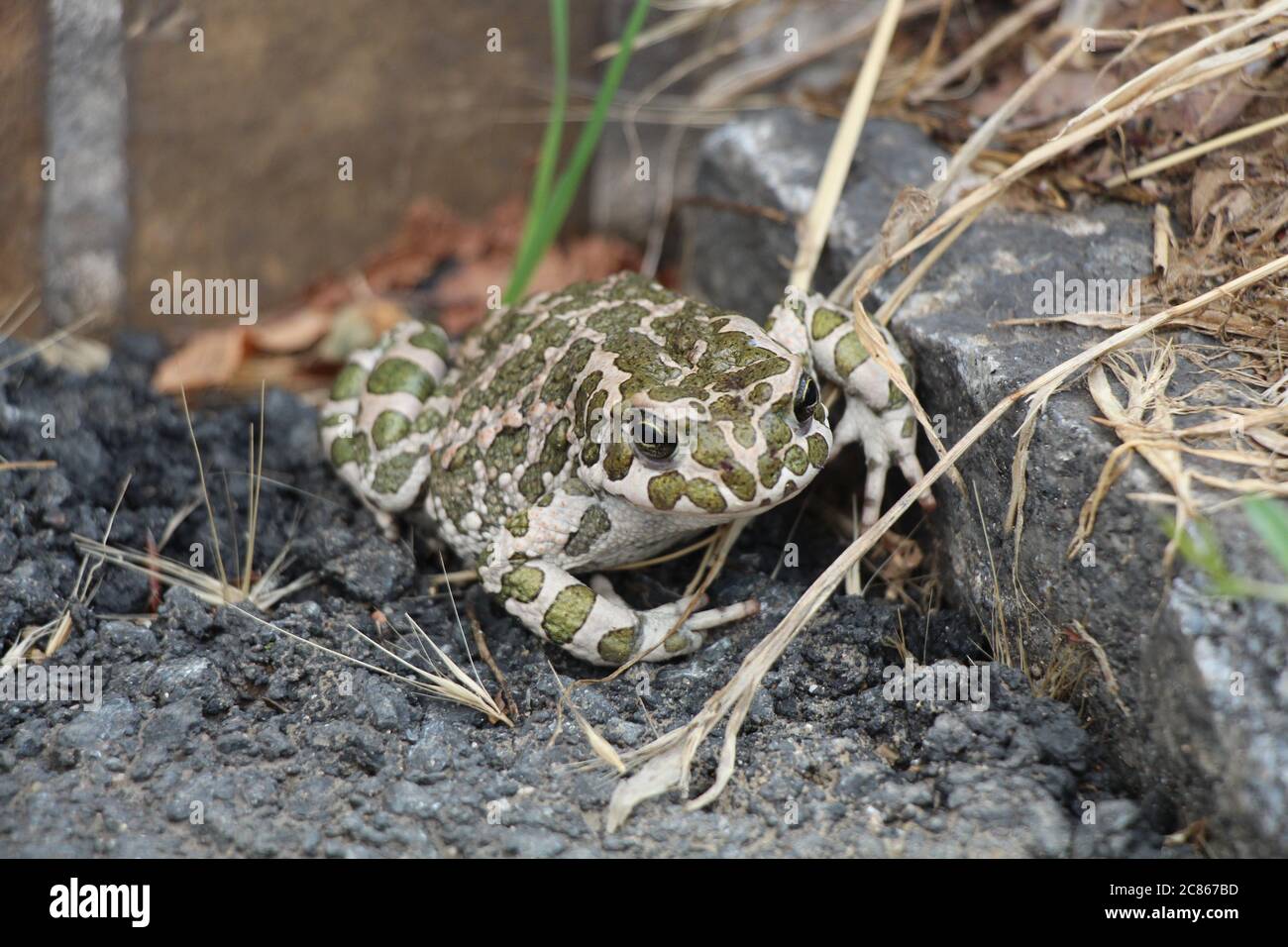 A green toad next to the steps Stock Photo - Alamy
