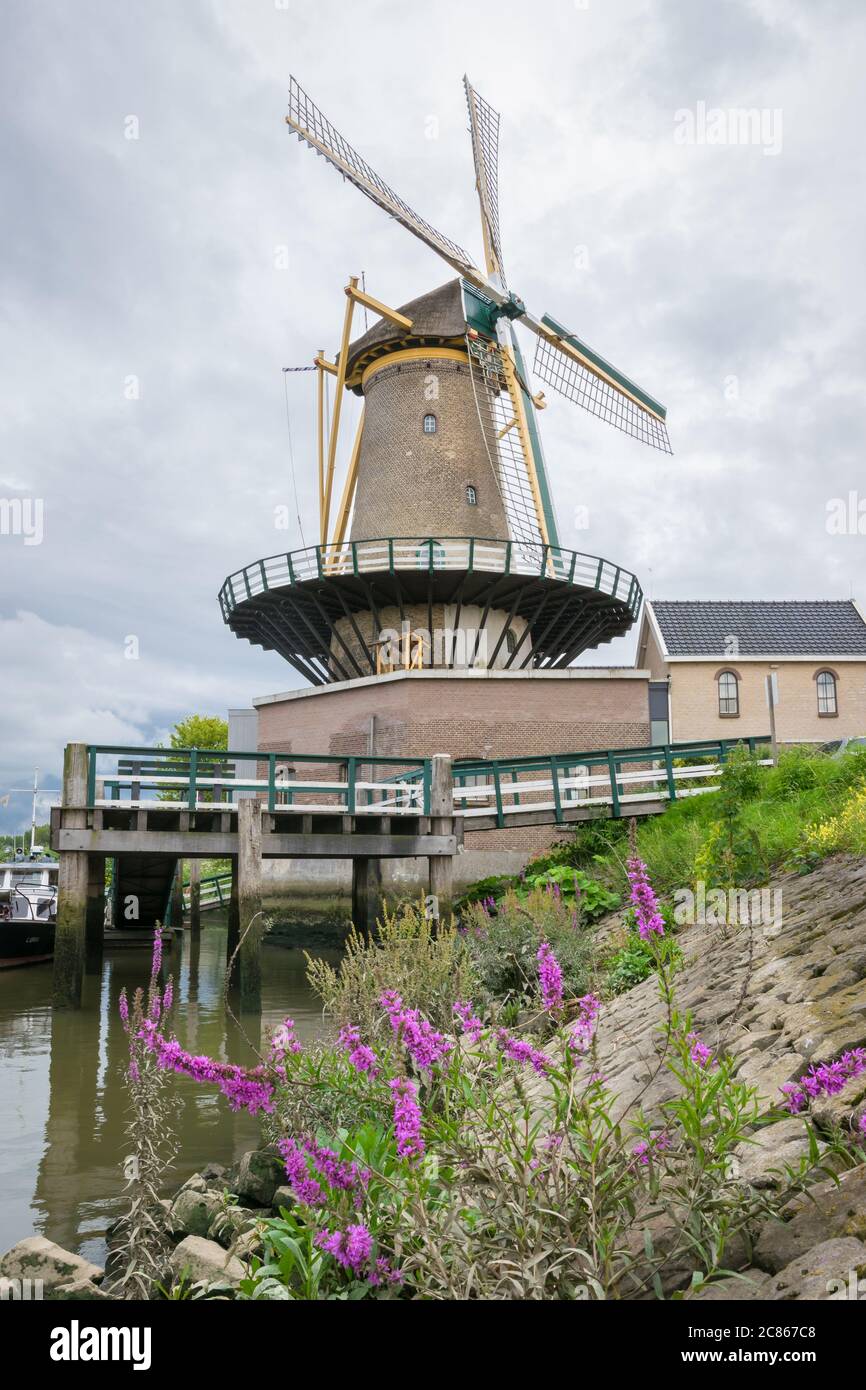 Dutch flour mill named "Windlust" along river "Hollandsche IJssel" in ...