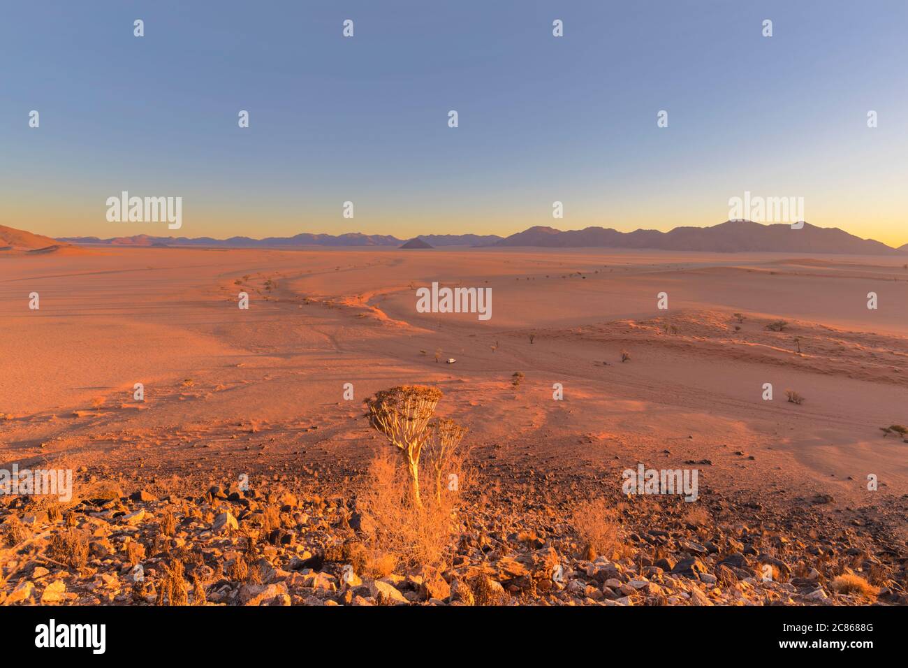 Quiver tree and wide open spaces in the desert Stock Photo - Alamy