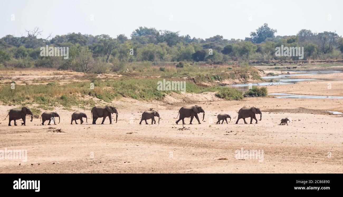 Baby elephant lead the herd to the water Stock Photo - Alamy