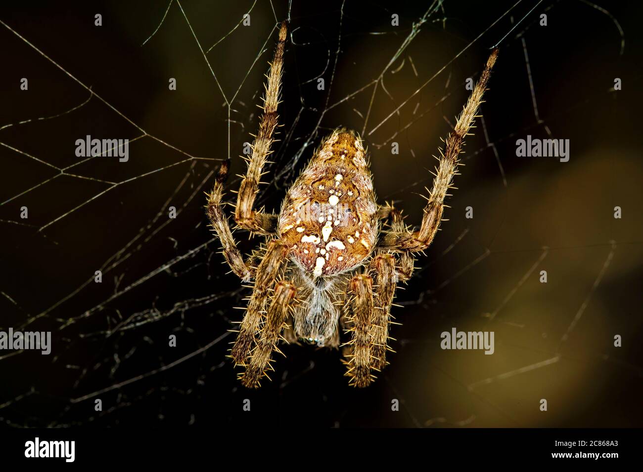 Spider. Spider wrapping its prey in silk. Nature background Stock Photo ...