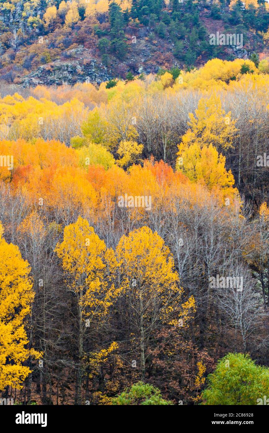 Autumn landscape photography. Colorful forest background. Ankara, Cubuk ...