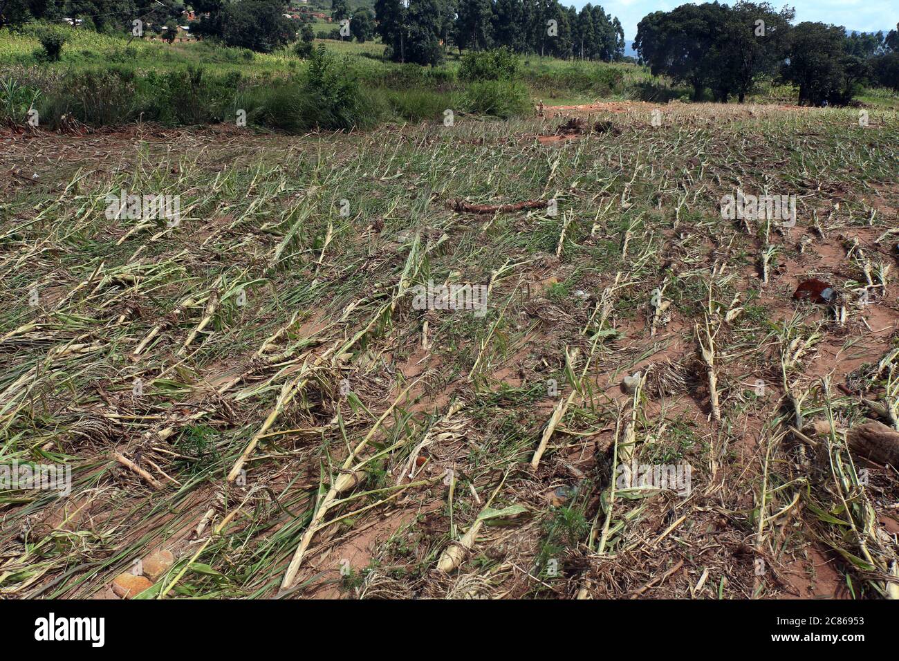 The crops destroyed by cyclone in Chimanimani Stock Photo - Alamy