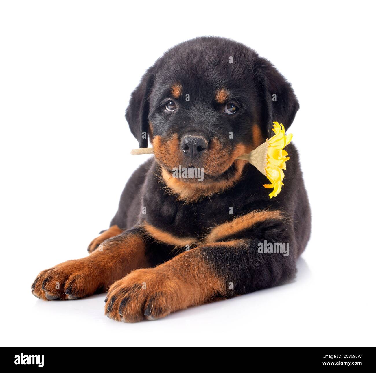 portrait of a purebred puppy rottweiler in front of white background ...