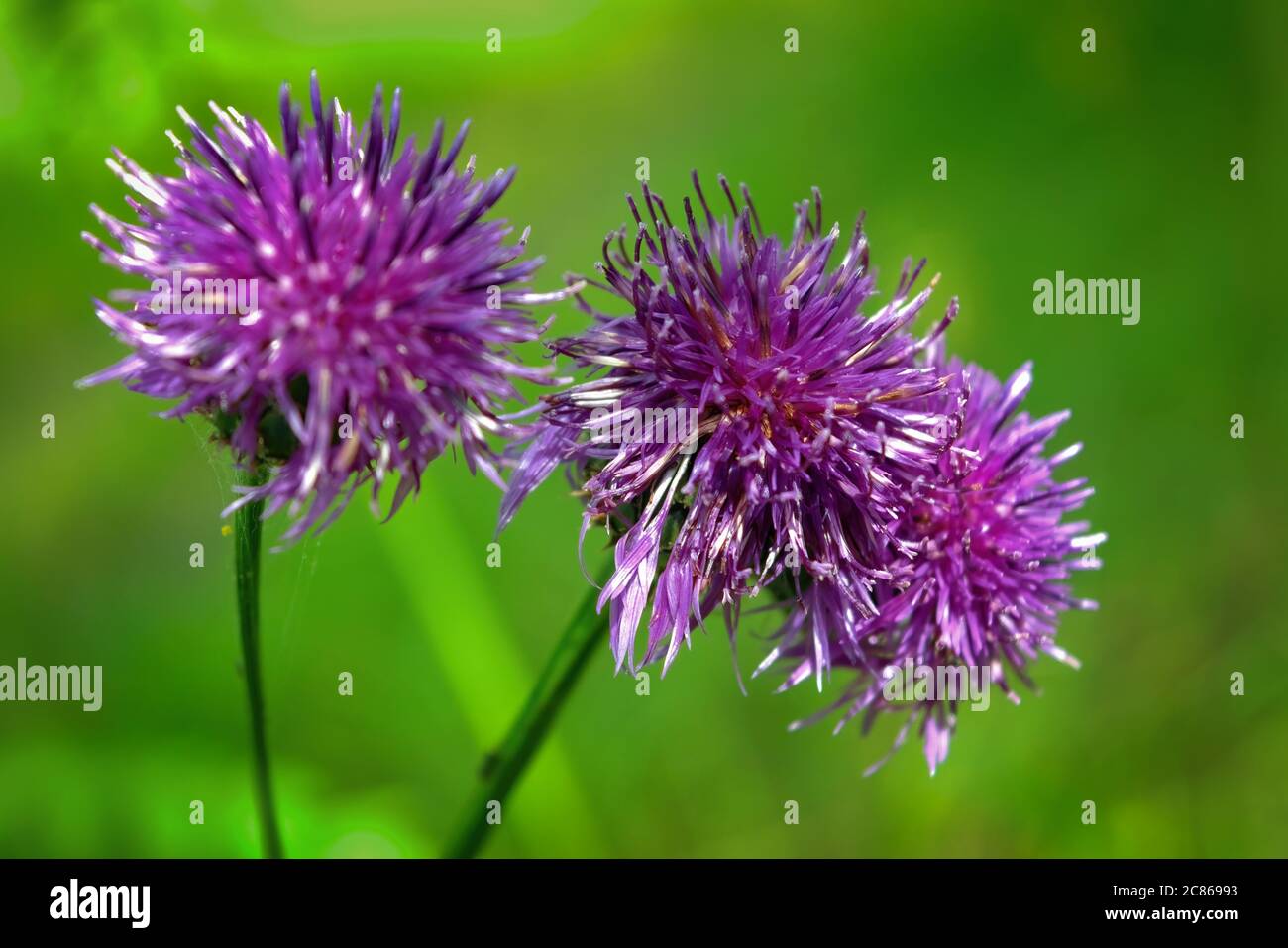 Burdocks hi-res stock photography and images - Alamy