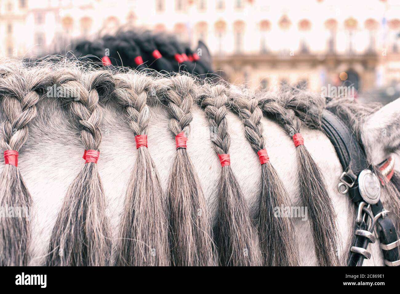 Gray horse neck with plaited mane. Outdoors horizontal colored image ...