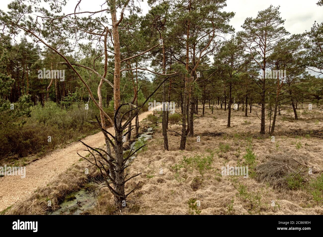 Hiking trail in the nature reserve "Großes und Weißes Moor" in Lower ...