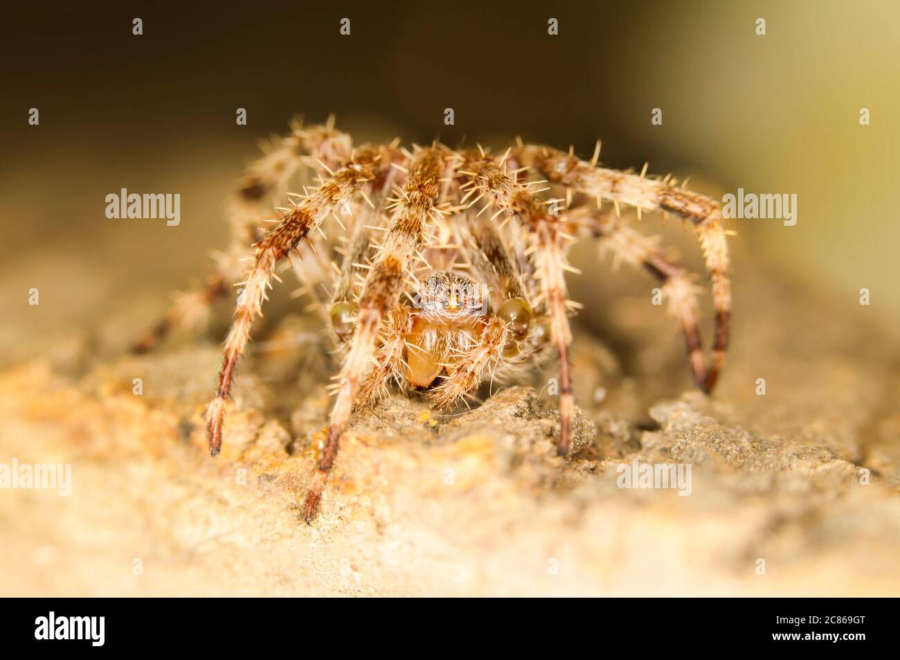 Spider. Spider wrapping its prey in silk. Nature background Stock Photo ...
