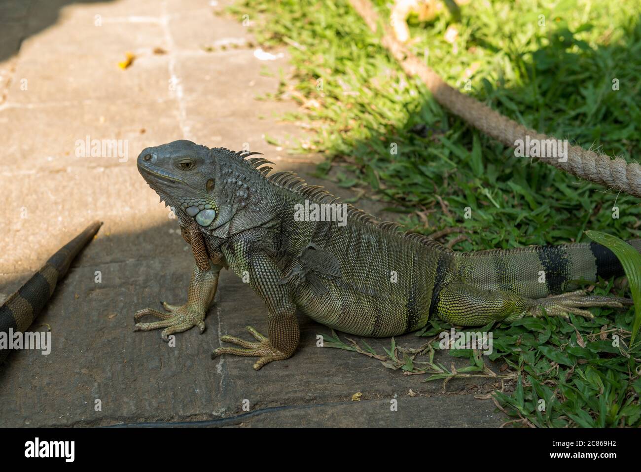 Reptiles in Bali Bird Park Stock Photo - Alamy