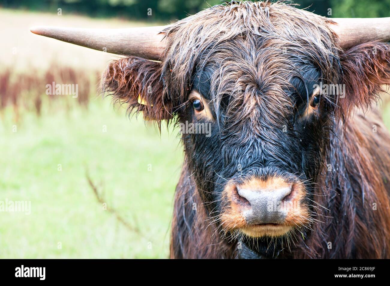 Closeup portrait of beautiful highland scottish hairy red cow looking ...