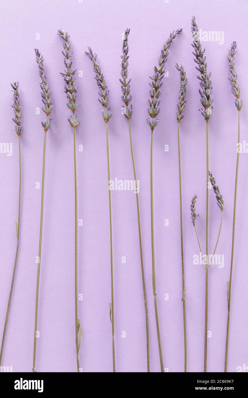 Lavender pattern. Purple flowers viewed from above on a violet ...