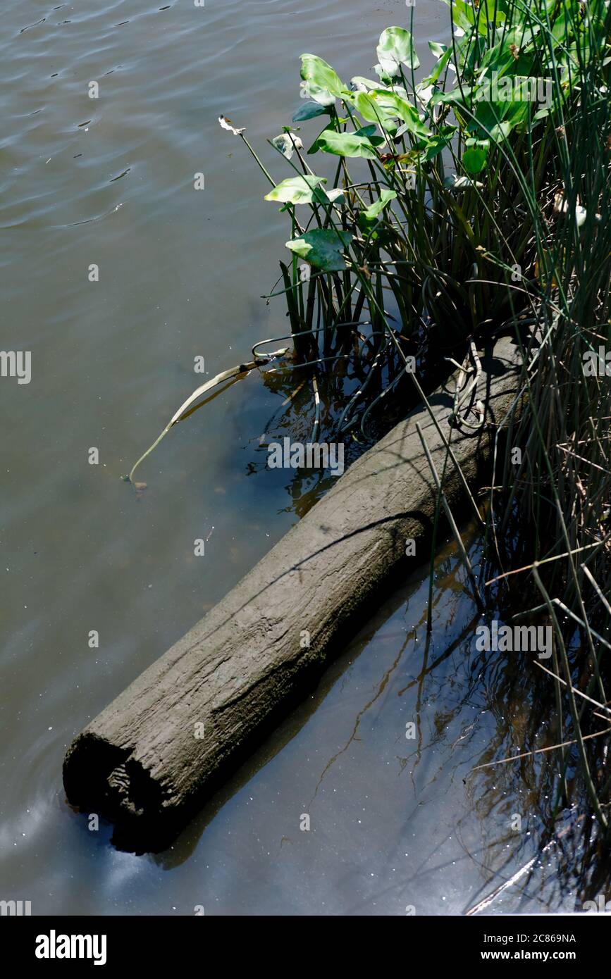 A log in the water along Broad Creek at Phillips Landing, Delaware ...