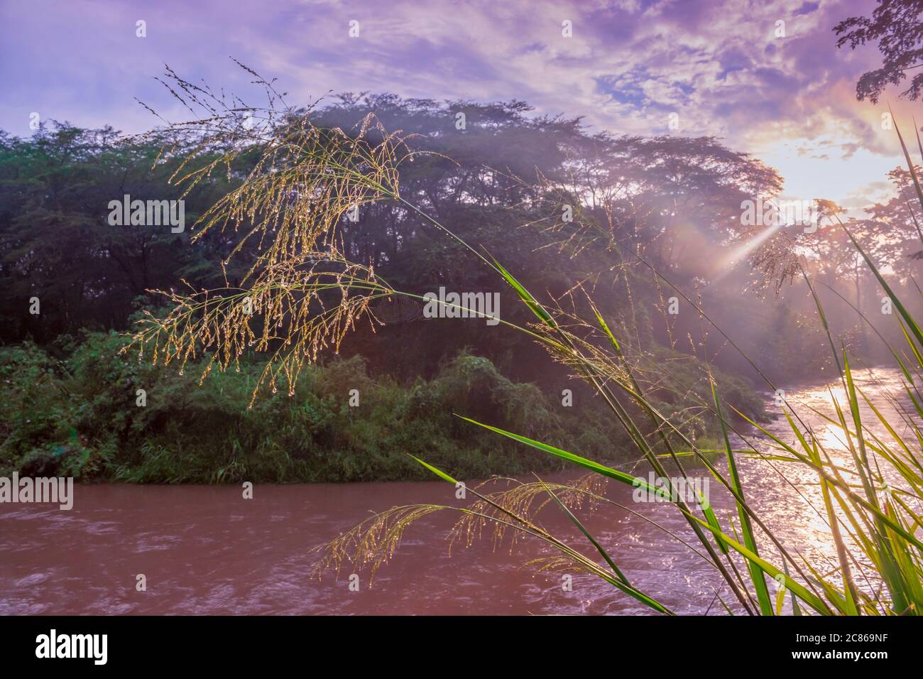 Sunrise view of Ishasha river, with trees growing and the reflections ...
