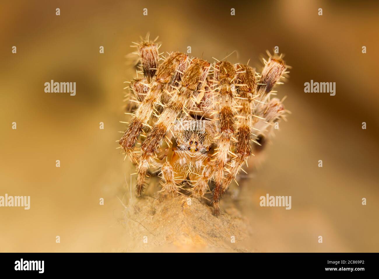 Spider. Spider wrapping its prey in silk. Nature background Stock Photo ...