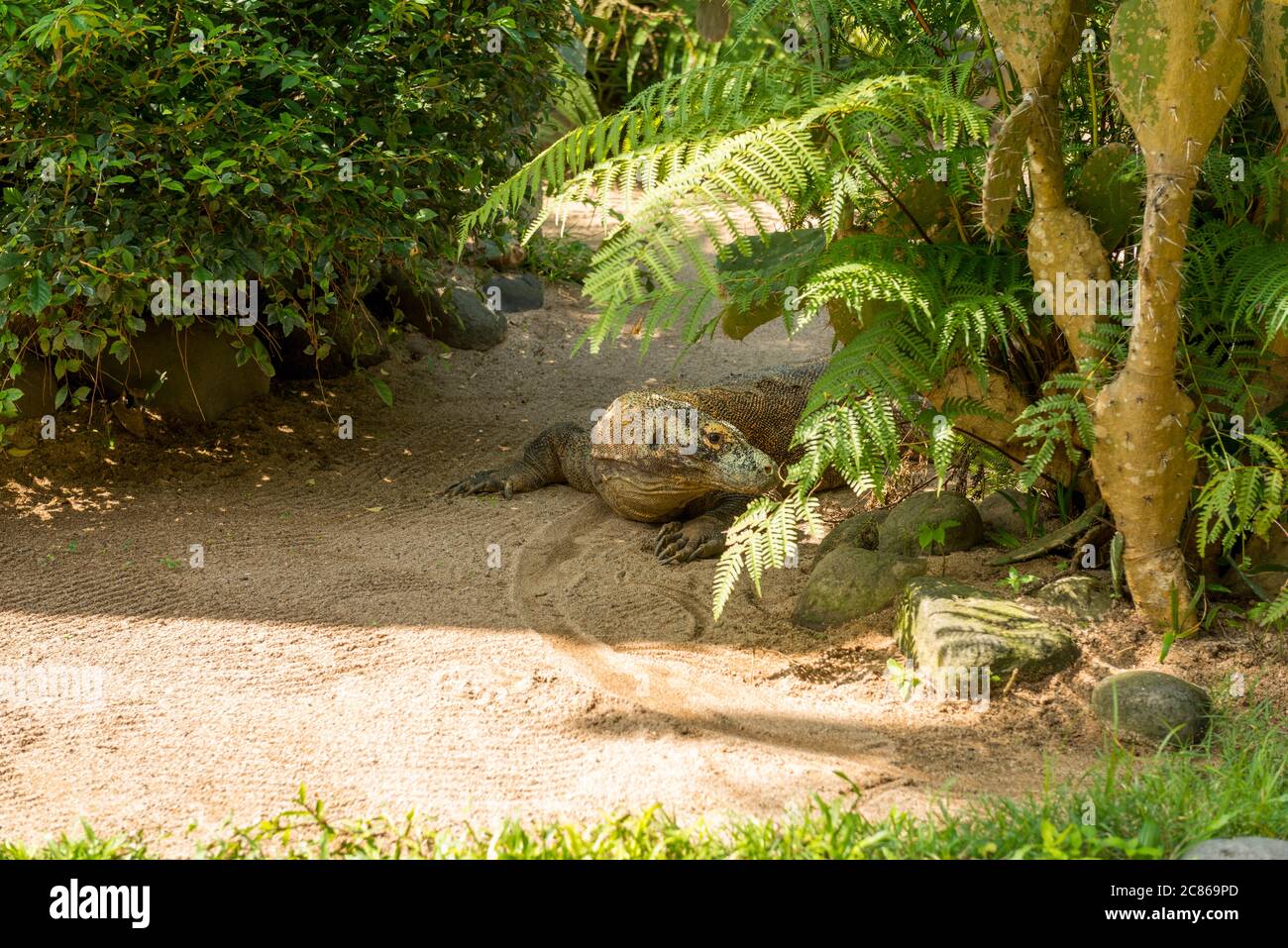Large comodo dragon Stock Photo - Alamy
