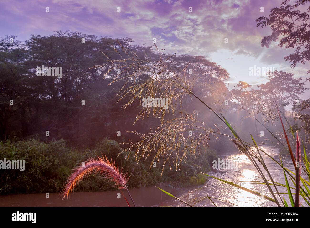 Sunrise view of Ishasha river, with trees growing and the reflections ...