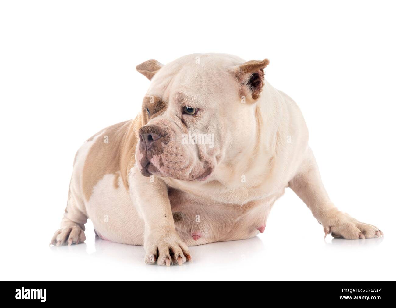 american bully in front of white background Stock Photo - Alamy