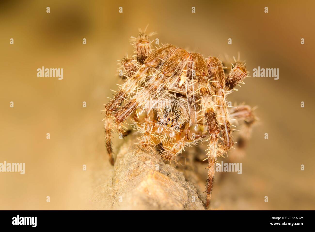 Spider. Spider wrapping its prey in silk. Nature background Stock Photo ...