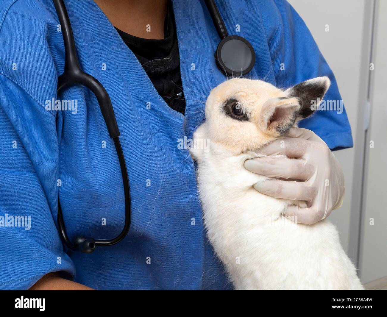 Veterinary doctor examining a rabbit Stock Photo - Alamy