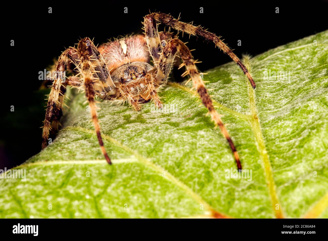 Spider. Spider wrapping its prey in silk. Nature background Stock Photo ...