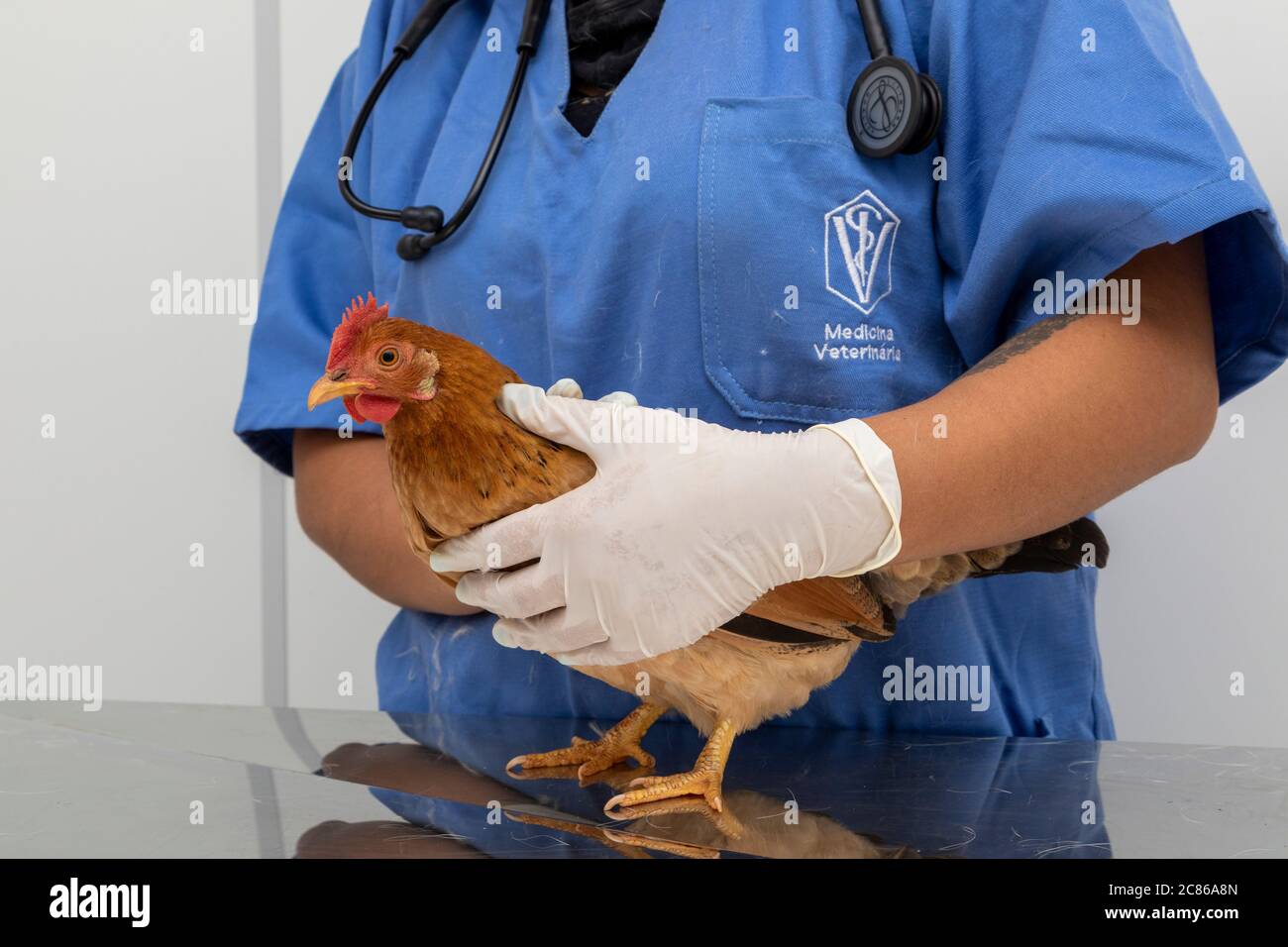 Veterinary doctor examining a mini chicken Stock Photo - Alamy
