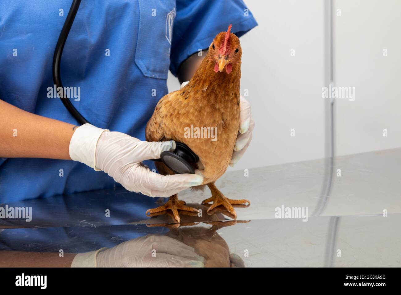Veterinary doctor examining a mini chicken Stock Photo - Alamy
