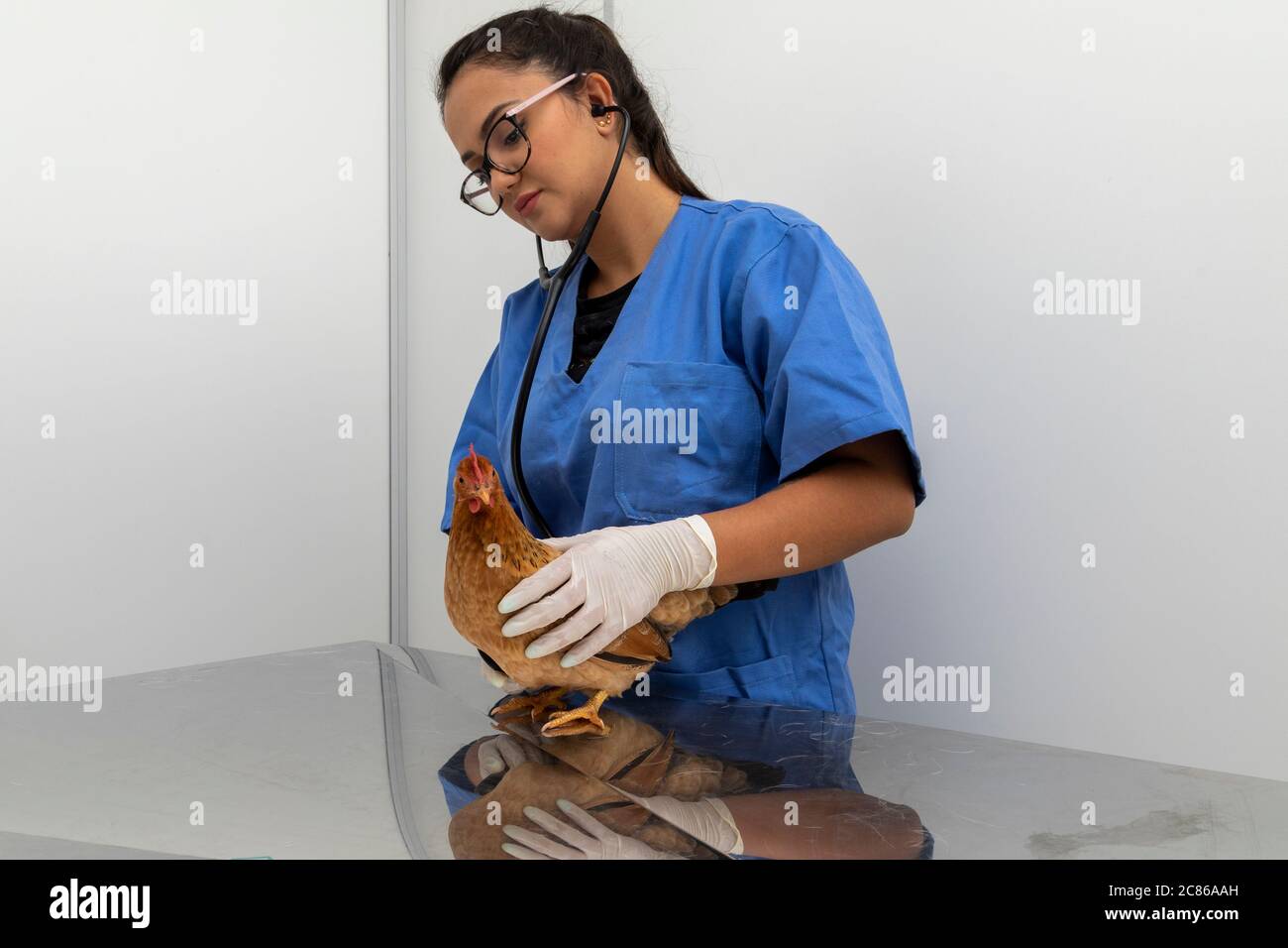 Veterinary doctor examining a mini chicken Stock Photo - Alamy