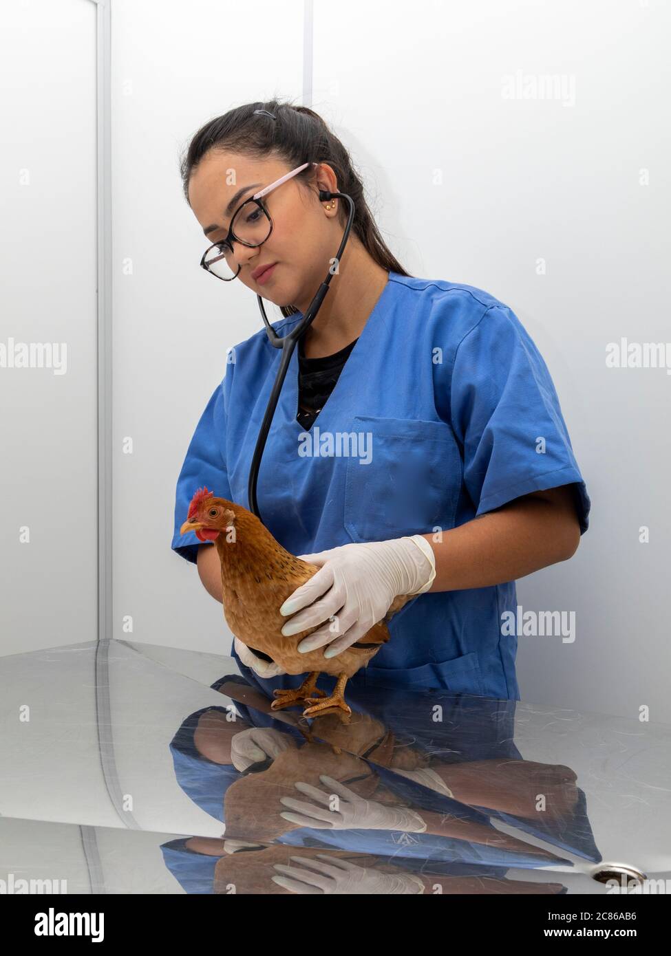 Veterinary doctor examining a mini chicken Stock Photo - Alamy