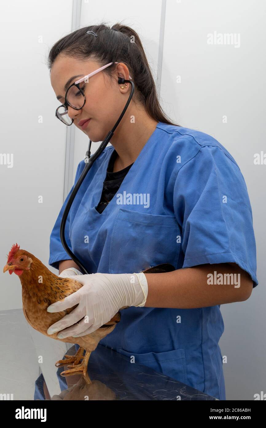 Veterinary doctor examining a mini chicken Stock Photo - Alamy