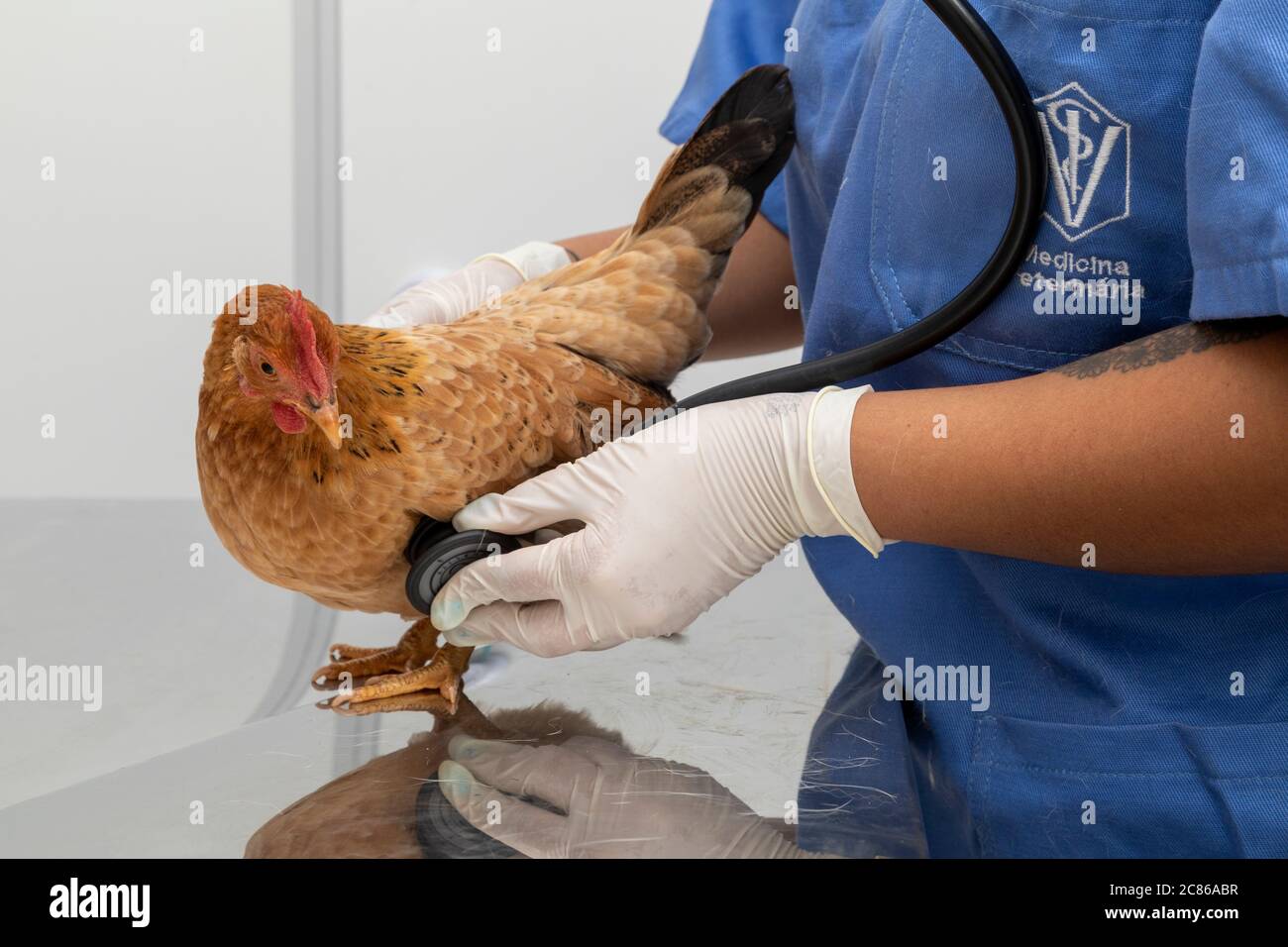 Veterinary doctor examining a mini chicken Stock Photo - Alamy