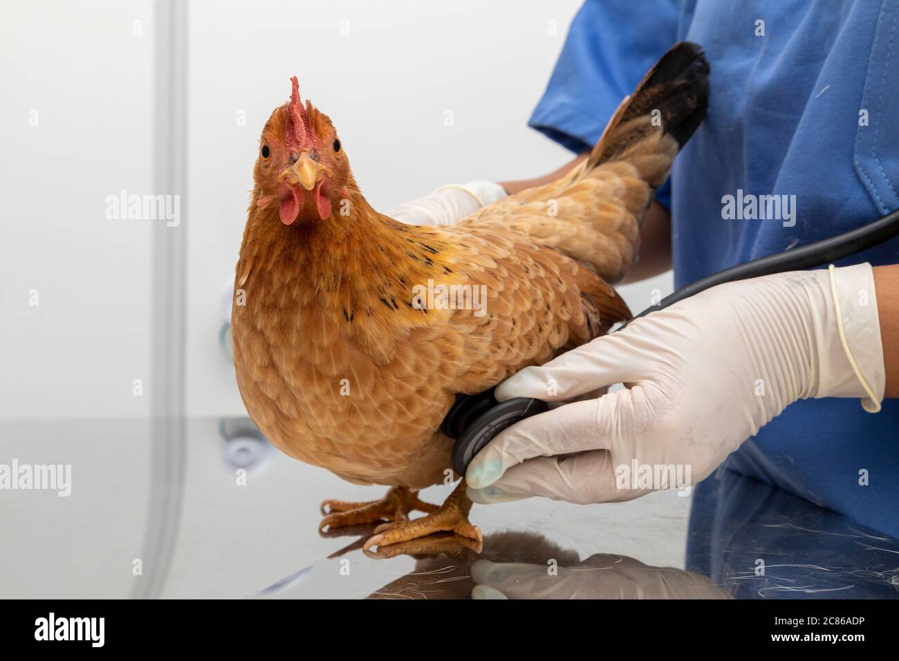 Veterinary doctor examining a mini chicken Stock Photo - Alamy