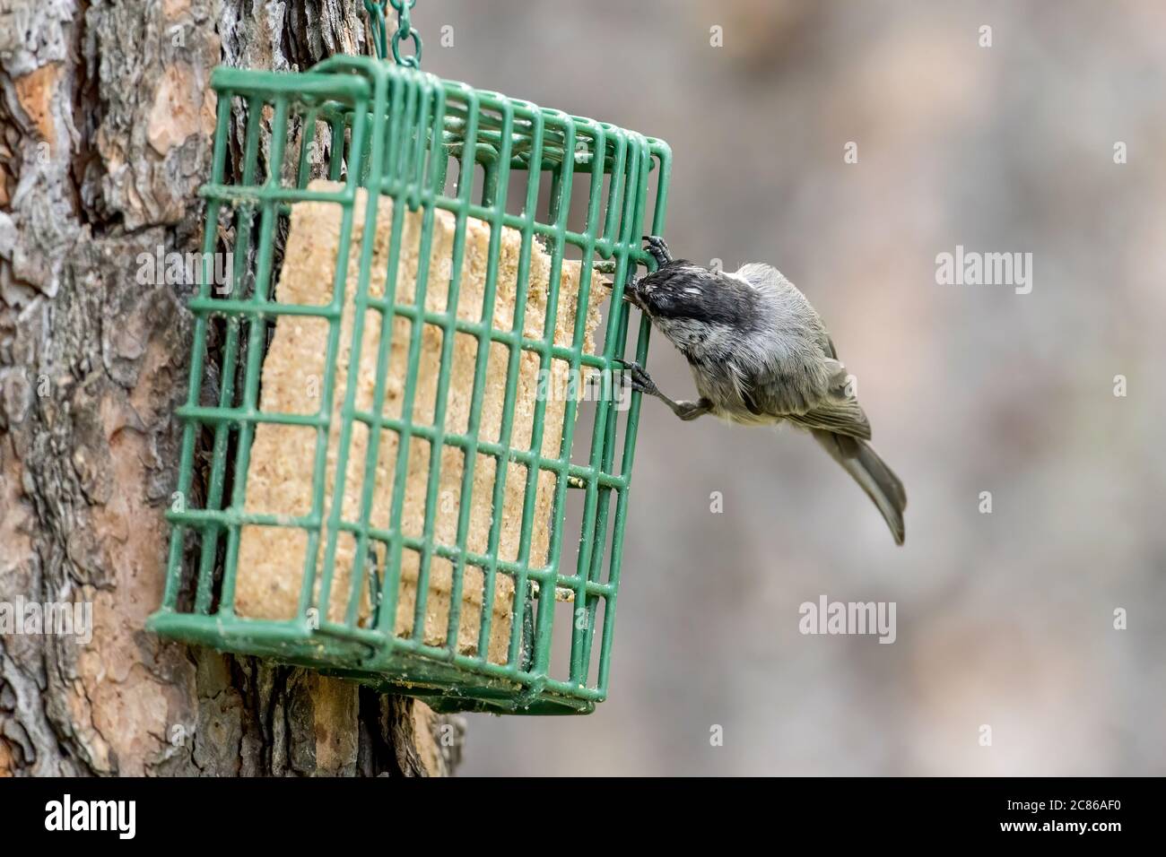 A cute mountain chickadee feeds from the suet cage in Idaho Stock Photo ...