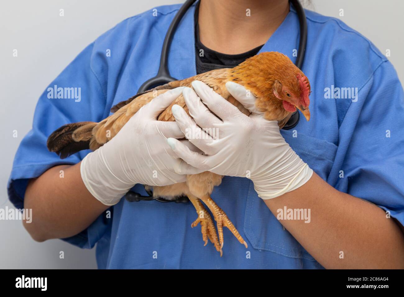 Veterinary doctor examining a mini chicken Stock Photo - Alamy