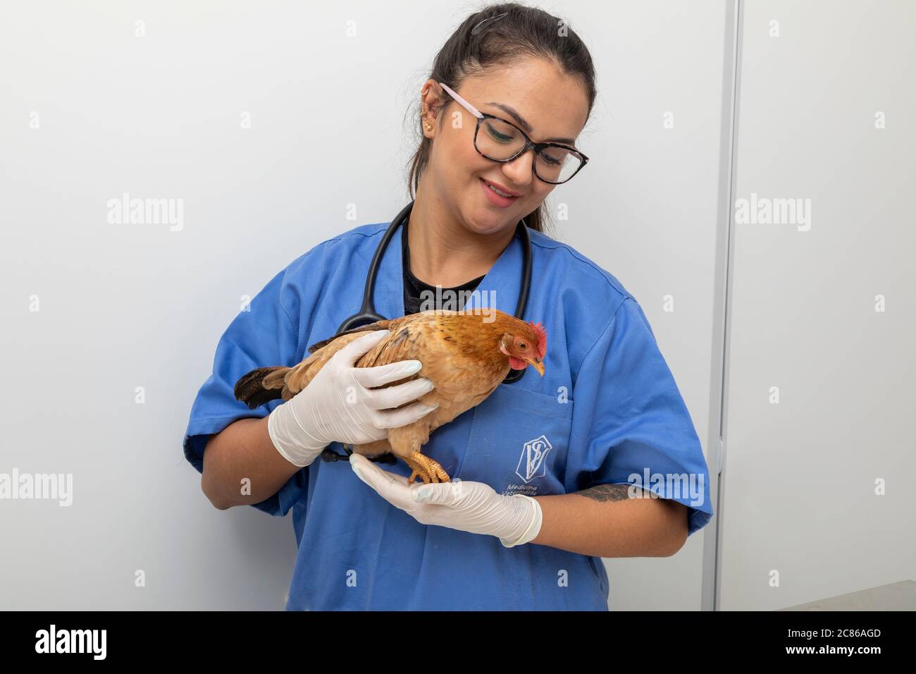 Veterinary doctor examining a mini chicken Stock Photo - Alamy