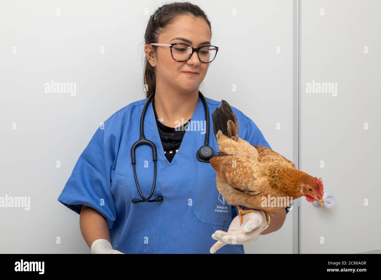 Veterinary doctor examining a mini chicken Stock Photo - Alamy