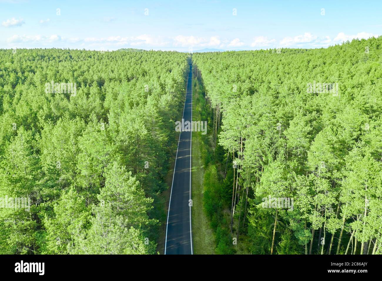 Top view of a straight road in the forest with high pine trees. Natural ...