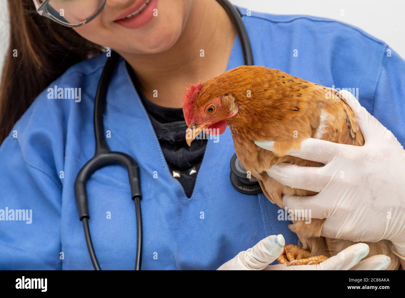 Veterinary doctor examining a mini chicken Stock Photo - Alamy
